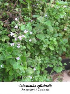 Calamintha Officinalis - JZ Académie